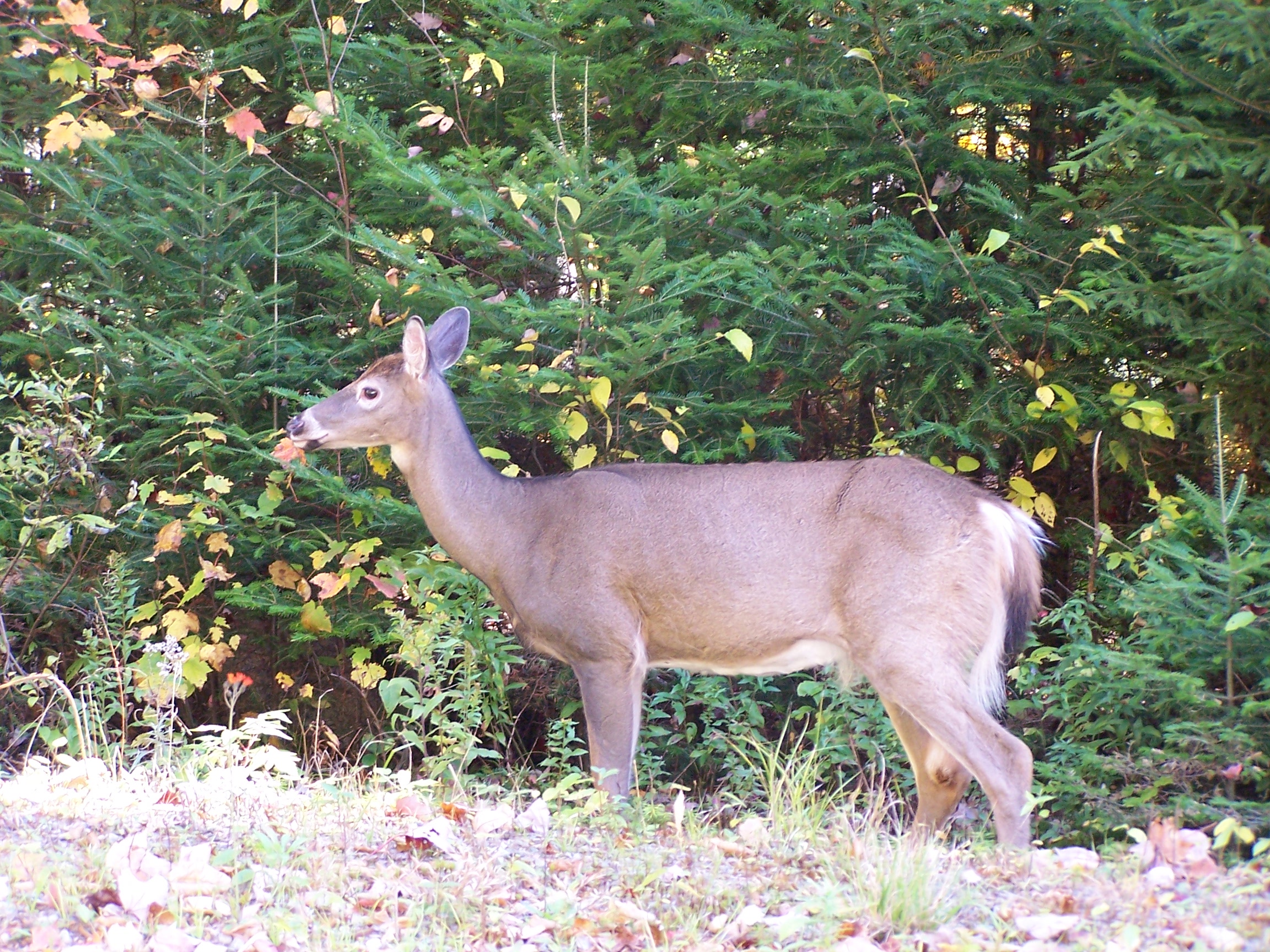 Orr Dunkelman's Photos Page
