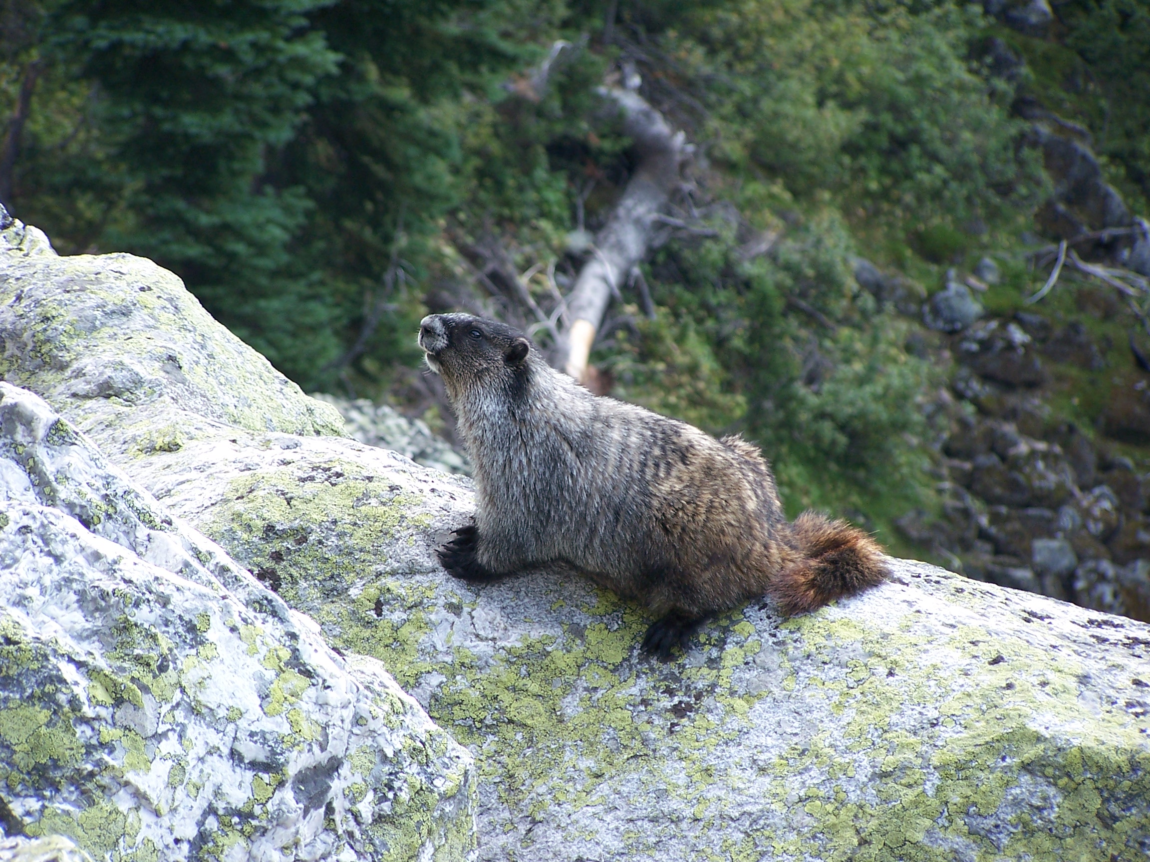 Orr Dunkelman's Photos Page